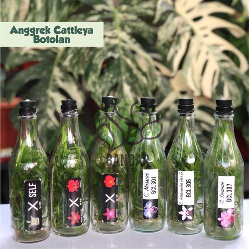 Jual Bibit Anggrek Bulan Dalam Botol Anggrek Cattleya Botolan Tanaman ...