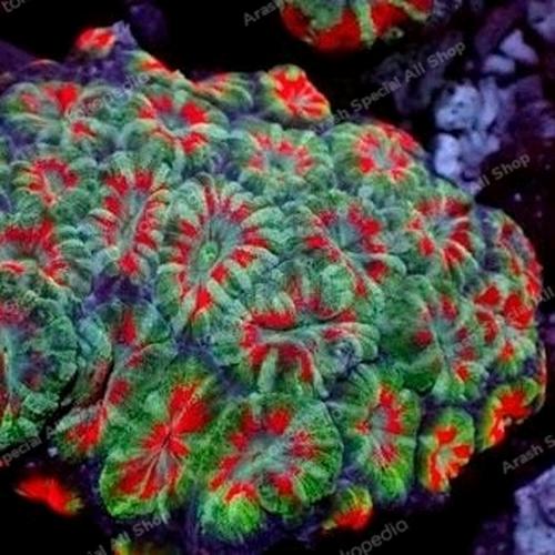 Jual Coral / koral acan lord Medium - M - Jakarta Pusat - Arash Special ...