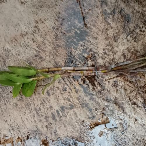 Jual anggrek besi sulawesi - Kab. Semarang - khabib orchid | Tokopedia