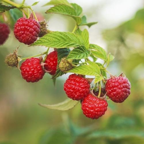 Jual Bibit tanaman buah rasberry/ raspberry plant/ tanaman hidup - Kab ...