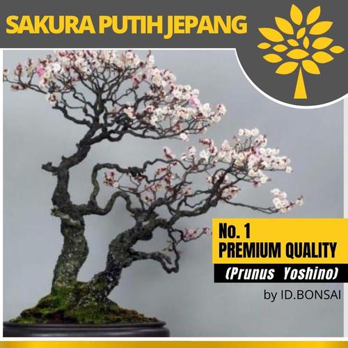 Jual Biji Bonsai SAKURA PUTIH Prunus Yoshino Biji Bonsai - Kota Cimahi - id-bonsai | Tokopedia