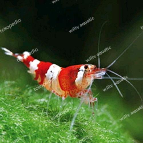 Jual udang hias red bee aquascape / udang hias aquascape 2 ekor - Kota ...