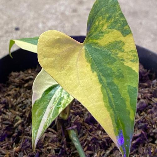 Jual anthurium Pterodactyl variegata - Kab. Purbalingga - Ini Baru ...