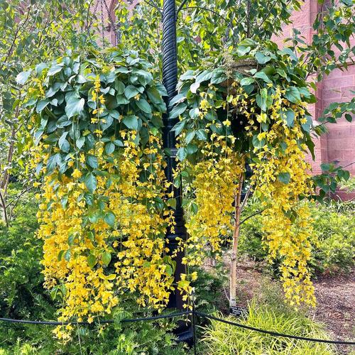 Jual Bibit bunga rambat gantung Nong Nooch vine (P. bambusetorum/wolfei ...