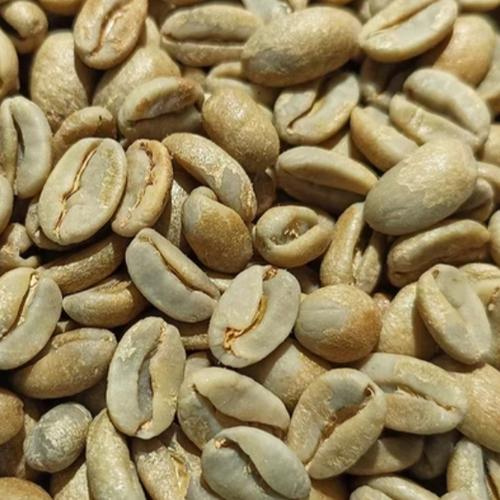 Jual Panama El Salto Premium Geisha Lot 41/ 2022 Green Beans - Jakarta ...