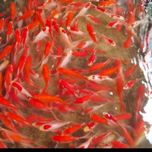 Jual Ikan Mas Komet Slayer - Ikan Hias Aquascape dan Kolam - Jakarta ...
