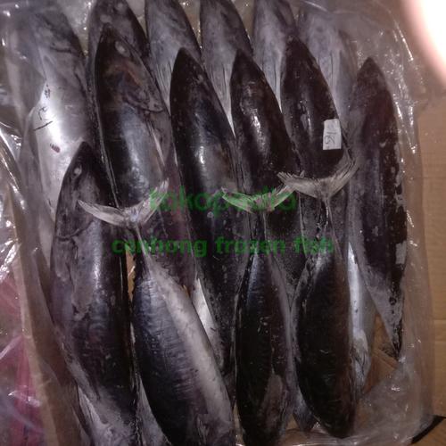 Jual ikan tongkol all size 1-200 jaul perdus - 15-20 ekor 1kg - Jakarta ...