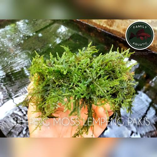 Jual WEEPING MOSS LEMPENG PAKIS / MOSS WEEPING / TANAMAN HIAS AQUARIUM - Kab. Bogor - Family ...