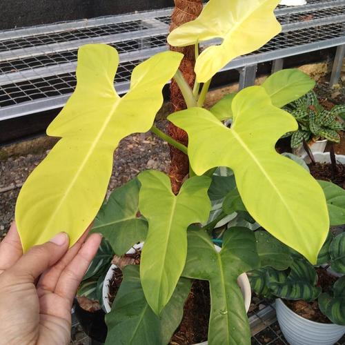 Jual Philodendron piolin golden - Philo piolin - Kab. Bogor - Assyfa ...