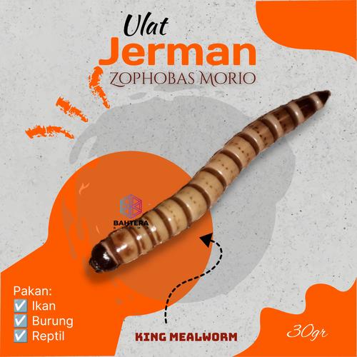 Jual Ulat Jerman (Superworm) pakan ikan, burung & reptil - Pakan Ulat ...