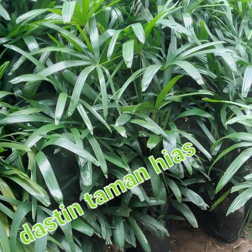 Jual tanaman palem regu tinggi 1 meter - Kab. Bogor - dastin taman hias ...