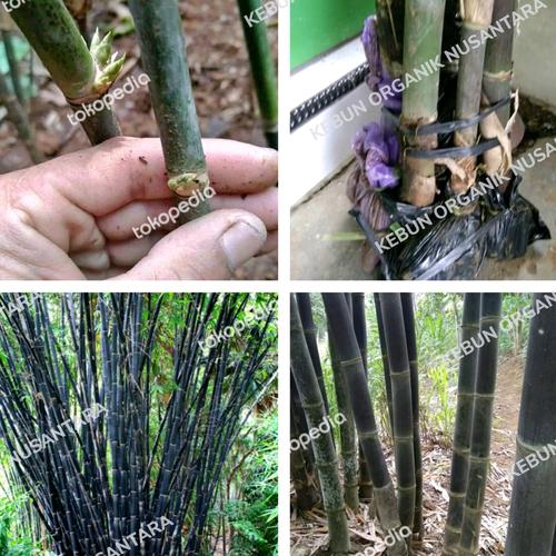 Jual Bibit tanaman bambu hitam/bambu wulung - Kab. Pangandaran - KEBUN ...