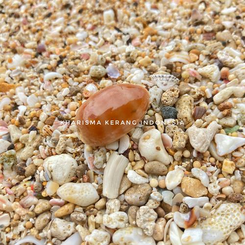 Jual Lyncina Leviathan (Titanic Cowry Shell) Cangkang Kerang Laut - Kab ...