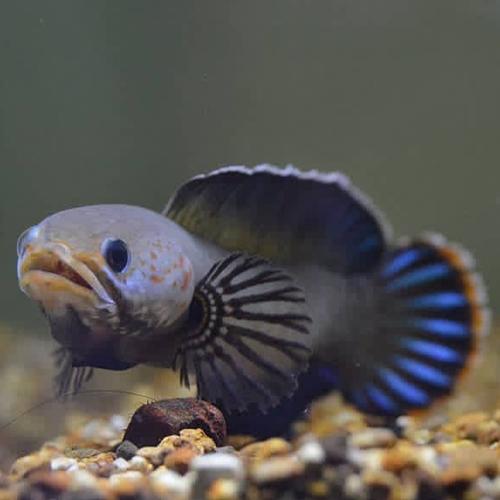 Jual ikan channa blue andrao dan red andrao 6-9cm - Biru, 6-7cm - Kota ...