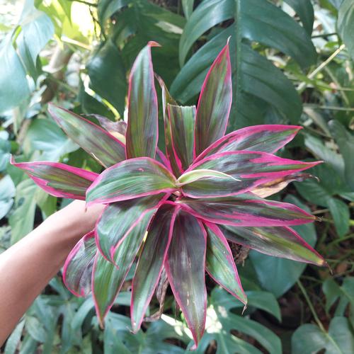 Jual Tanaman Hias Hanjuang Mini - Pohon Mini - Tanaman Outdor - Kota ...