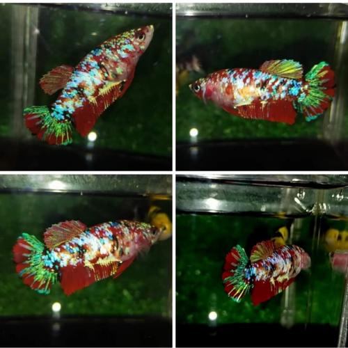 Jual ikan cupang hias line rgg red guardian galaxy - Kab.Ciamis - Nggi ...