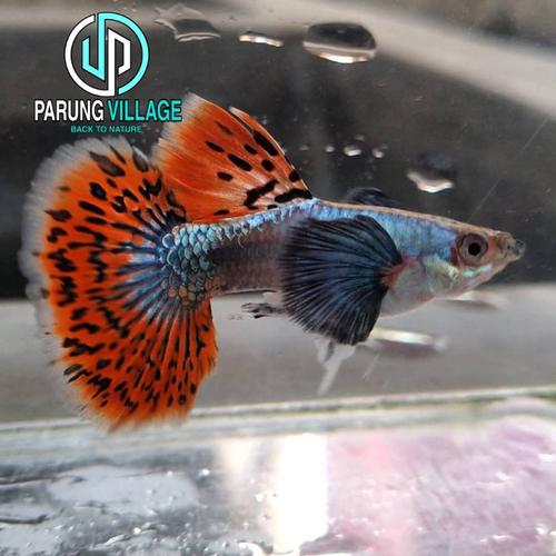 Jual Guppy Platinum Red Mozaik Dumbo Ear - Betina - Kota Depok - Parung Village | Tokopedia