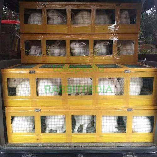 Jual Kelinci indukan betina New Zealand - Kab. Bogor - RABBITPEDIA ...