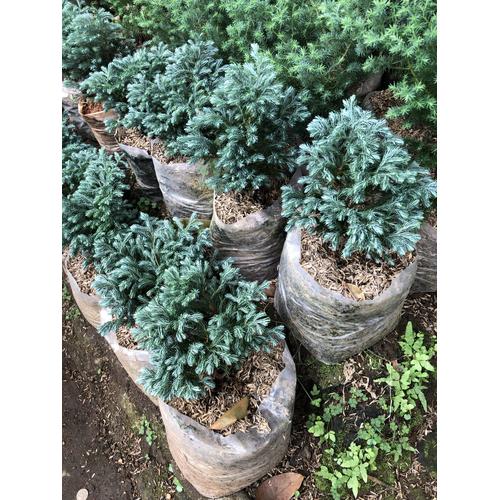 Jual Pohon Cemara Perak | Juniperus Squamata Blue Star - Jakarta Timur ...