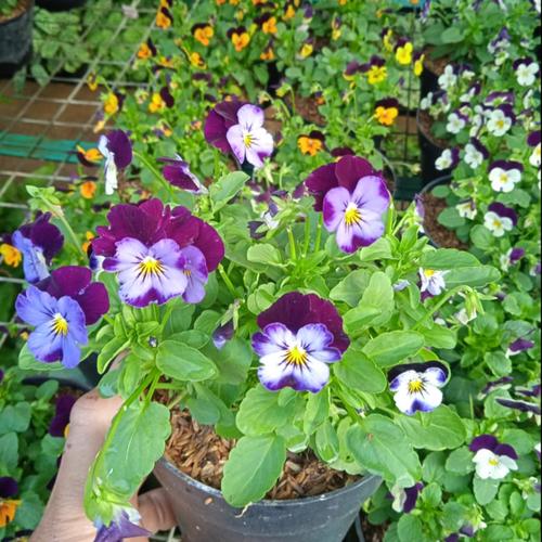 Jual Tanaman Hias Bunga Pansy / Viola - Kab. Bandung Barat - kebon ...