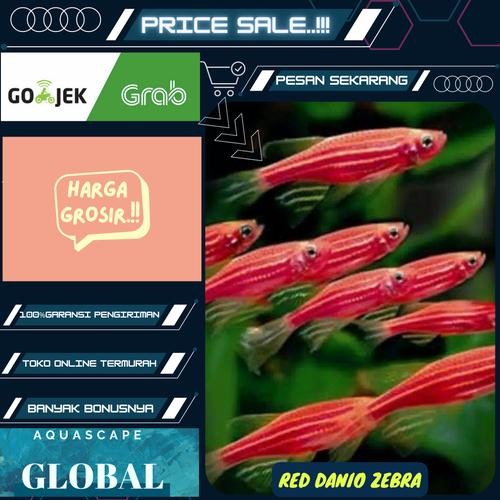 Jual ikan danio zebra red danio zebra ikan hias air tawar - Jakarta ...