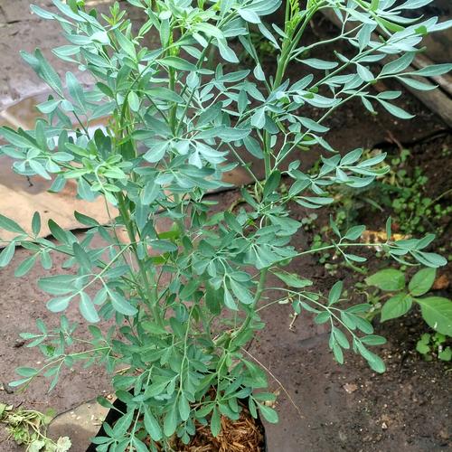 Jual Bibit Inggu Tanaman Inggu Daun Inggu Caocao Ruta Angustifolia L ...