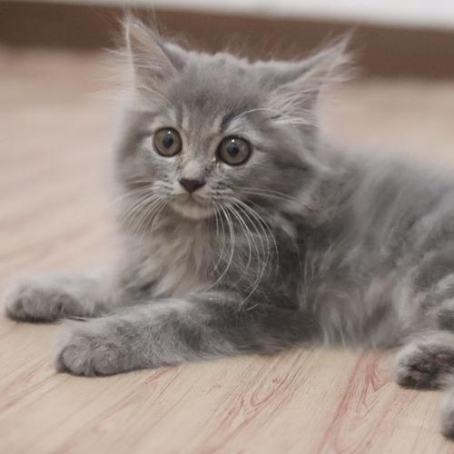 Jual kucing kitten 4 bulan maine coon - Kota Depok - Lala cattery ...