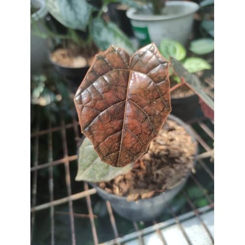 Jual Ptherisanthes "Piper Sp Batman"| Tanaman Indoor| Lanscaping ...