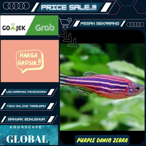 Jual ikan danio zebra purple ikan hias air tawar GROSIR - Jakarta Barat ...