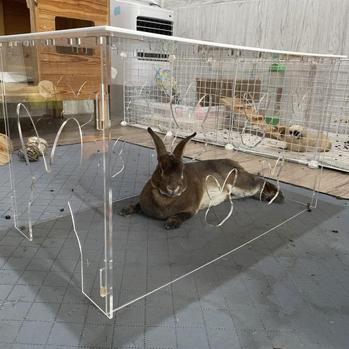 Jual ONEL BOLU ACRYLIC TUNNEL/rumah kelinci acrylic/rabbit house ...