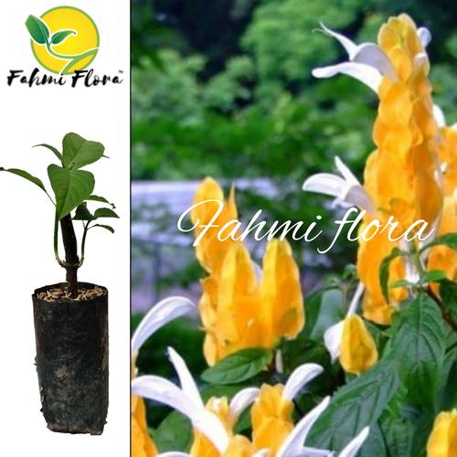 Jual Tanaman Bunga Lilin kuning (Pachystachys lutea) - Kota Bekasi ...