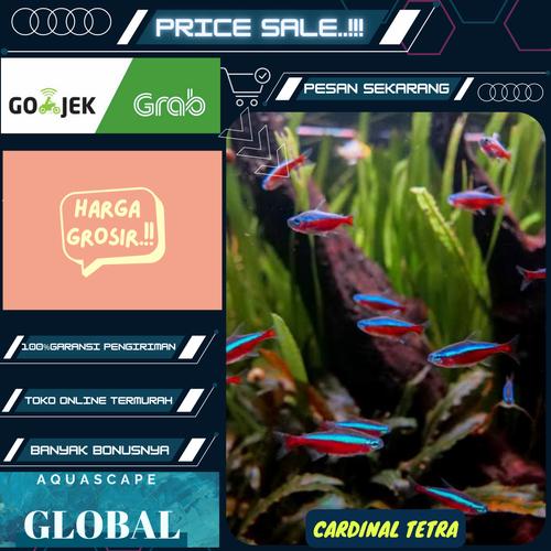 Jual cardinal tetra ikan cardinal ikan hias air tawar GROSIR - Jakarta ...
