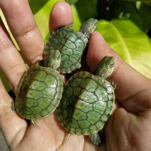 Jual KURA KURA BRAZIL - Kota Bandung - JN AQUARIUM | Tokopedia