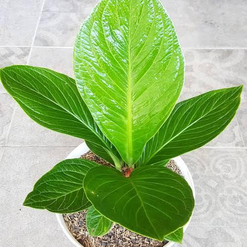 Jual tanaman hias anthurium jemani - + POT HITAM - Jakarta Utara ...