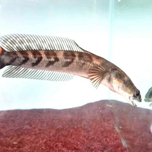 Jual Channa Maru Yellow Sentarum BAR SIMET 6 CM - Jakarta Utara ...