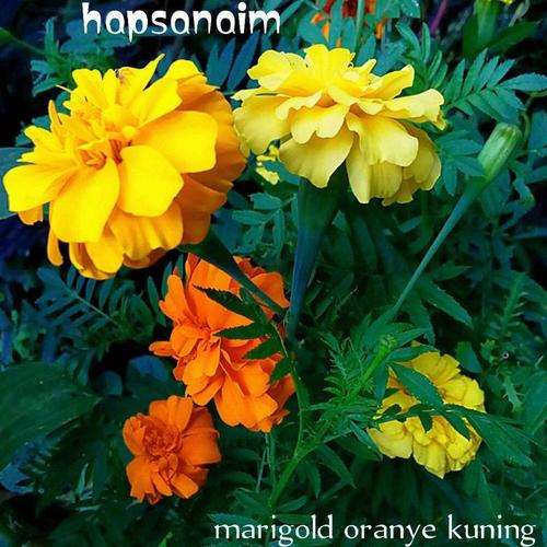 Jual - tanaman kenikir sayur bunga marigold telekan oranye kuning ...