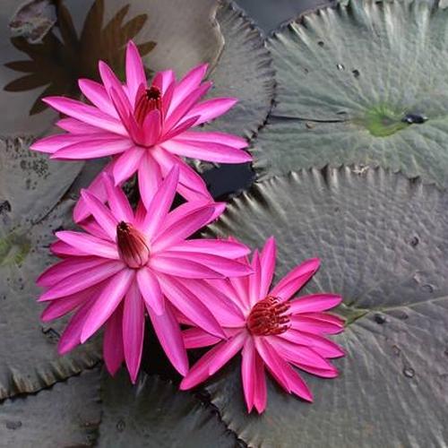 Jual Teratai rubra merah bunga besar daun merah/ Tanaman hias teratai ...