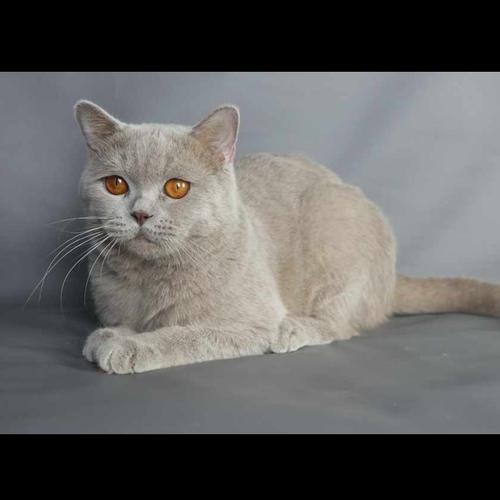 Jual BSH Lilac Jantan Kucing British short hair - Jakarta Selatan ...
