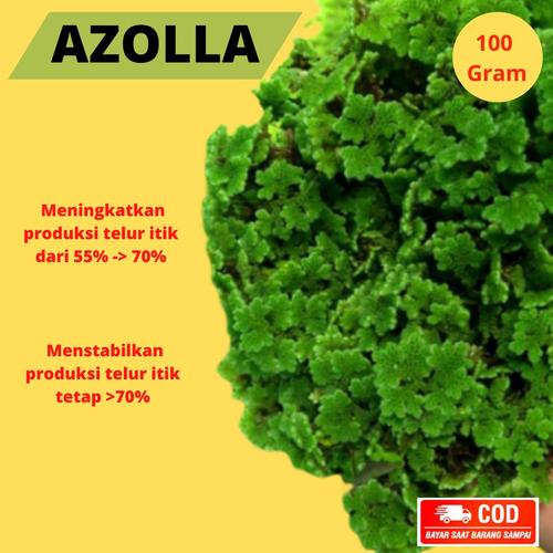 Jual Bibit Azolla Microphylla Pakan Ternak 100 gram - Kab. Pangandaran - GRINNATUR | Tokopedia