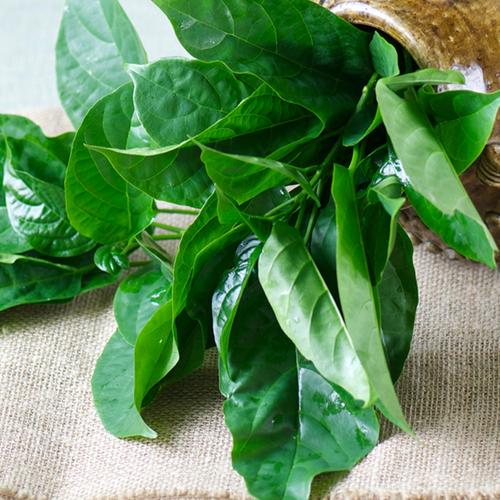 Jual Daun leilem segar 100 persen organik 500 gram - Kota Bogor ...