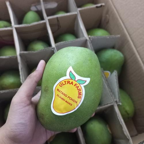 Jual MANGGA MATANG POHON ENAK DAN MANIS BANGET BISA LANGSUNG KONSUMSI ...