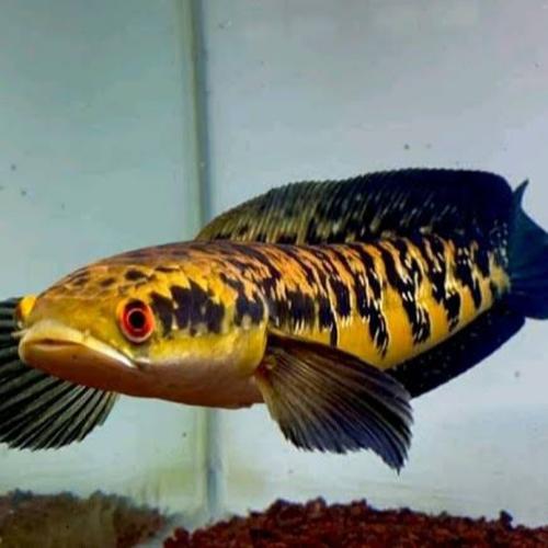 Jual channa yellow sentarum - Kota Depok - Maju Jaya Ikan | Tokopedia