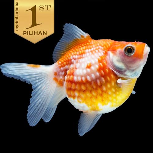 Jual Ikan Mas Koki Mutiara Tikus Hiasan Aquarium Tanaman Aquascape ...