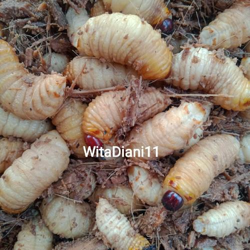 Jual Ulat Sagu Atau Gendon Kondisi Hidup Per 30 Biji Bonus 2 - Kab. Bandung Barat - WitaDiani11 ...