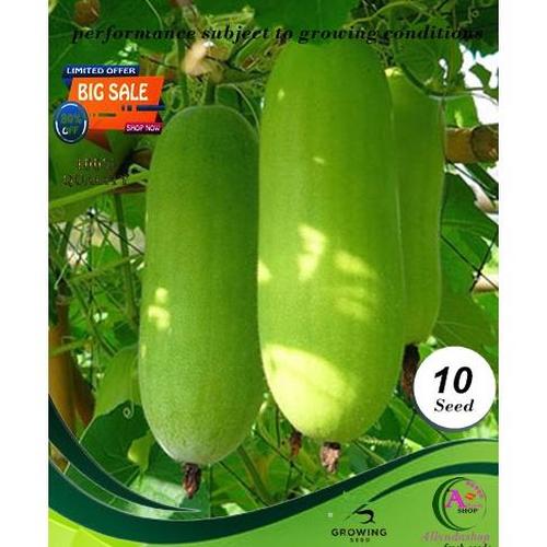Jual biji benih tanaman sayur buah beligo bligo kundur - Kab. Serang ...