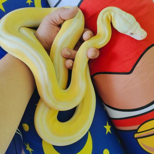 Jual ular hias. ular jinak. morph 4 gen. ukuran 2 meter. kelamin betina ...