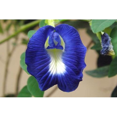 Jual Bunga Telang Segar Fresh Butterfly Pea Organic 10gr Pewarna ...