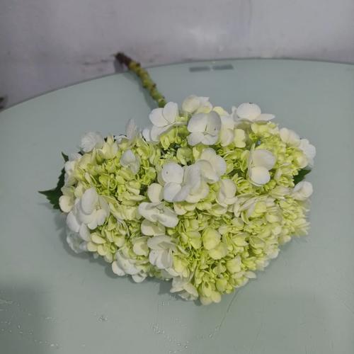 Jual hydrangea bunga hortensia bunga ijo bunga fresh horten fresh ...