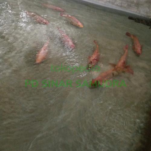Jual Ikan nila air asin (ikan hidup) - Kab. Tangerang - PD SINAR ...