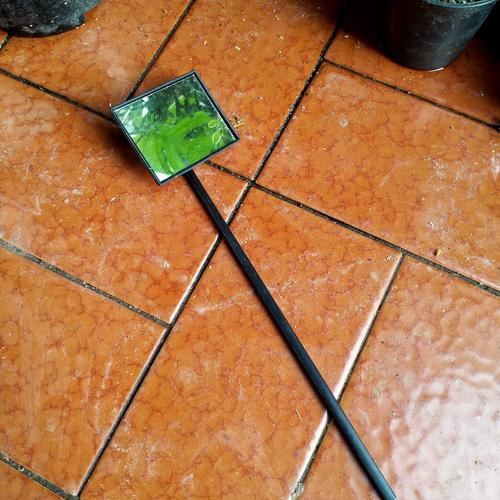 Jual TONGKAT / STICK KACA MENTAL CHANNA SUPER GALAK CUPANG AQUARIUM ...